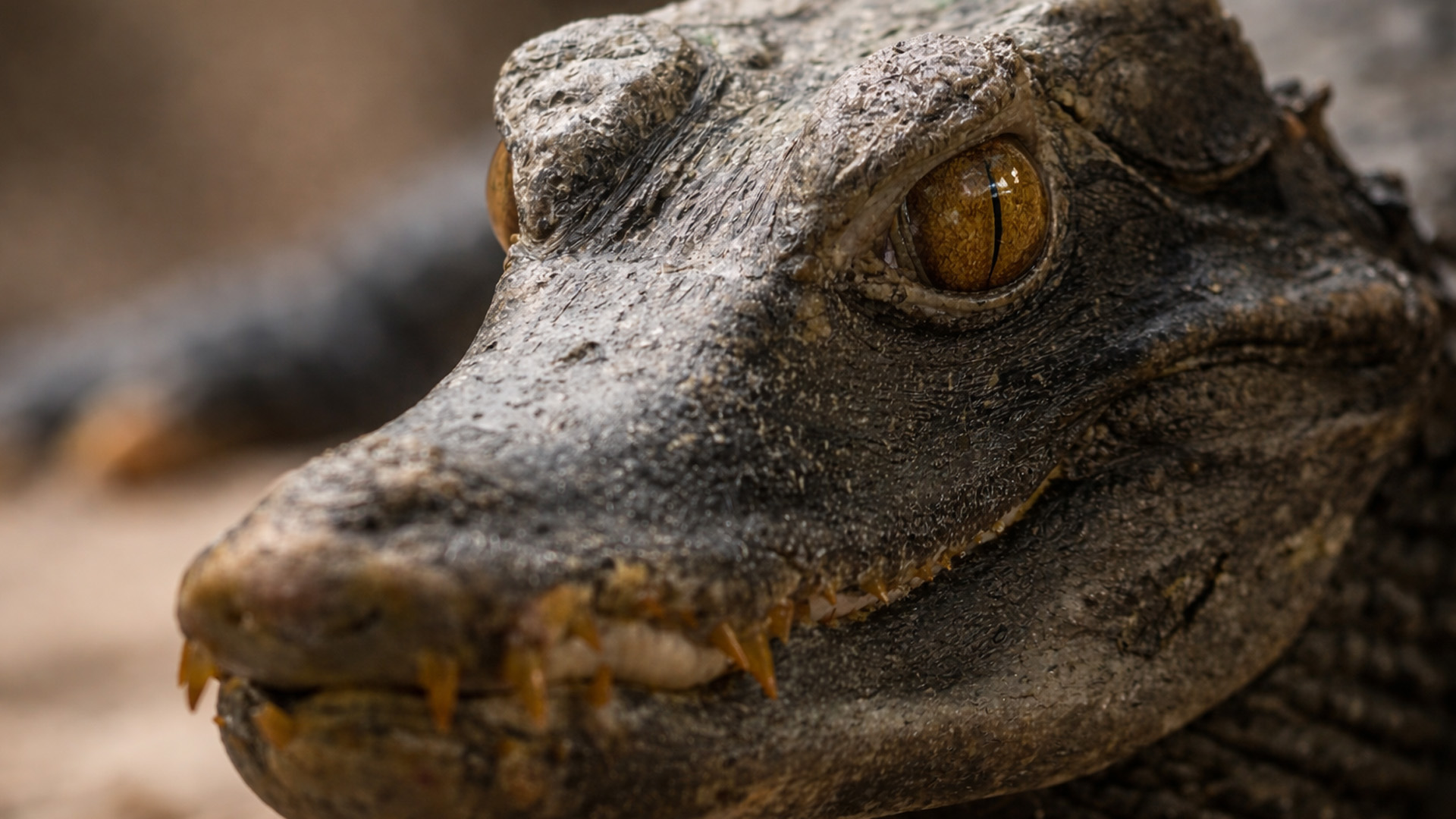 Close encounter with a river predator