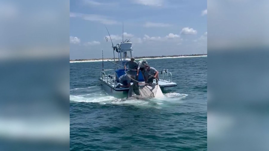 Florida bill seeks to shield endangered species from exploitation