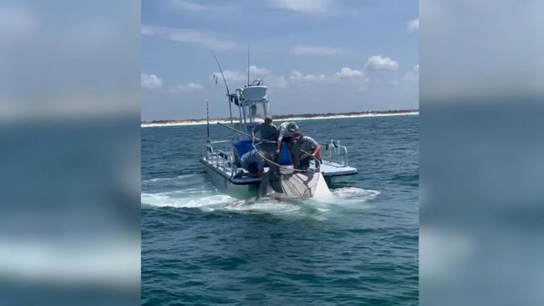 Florida bill seeks to shield endangered species from exploitation