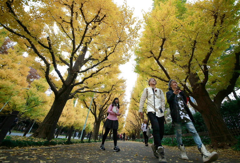 How Japan’s capital put a lid on crow chaos with a 'simple' fix