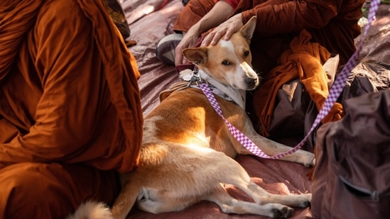 Where are the monks and Aloka the dog walking today? Walk for peace ...