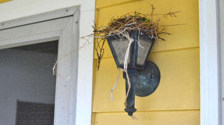 The porch decor that can keep birds from nesting on outdoor lights