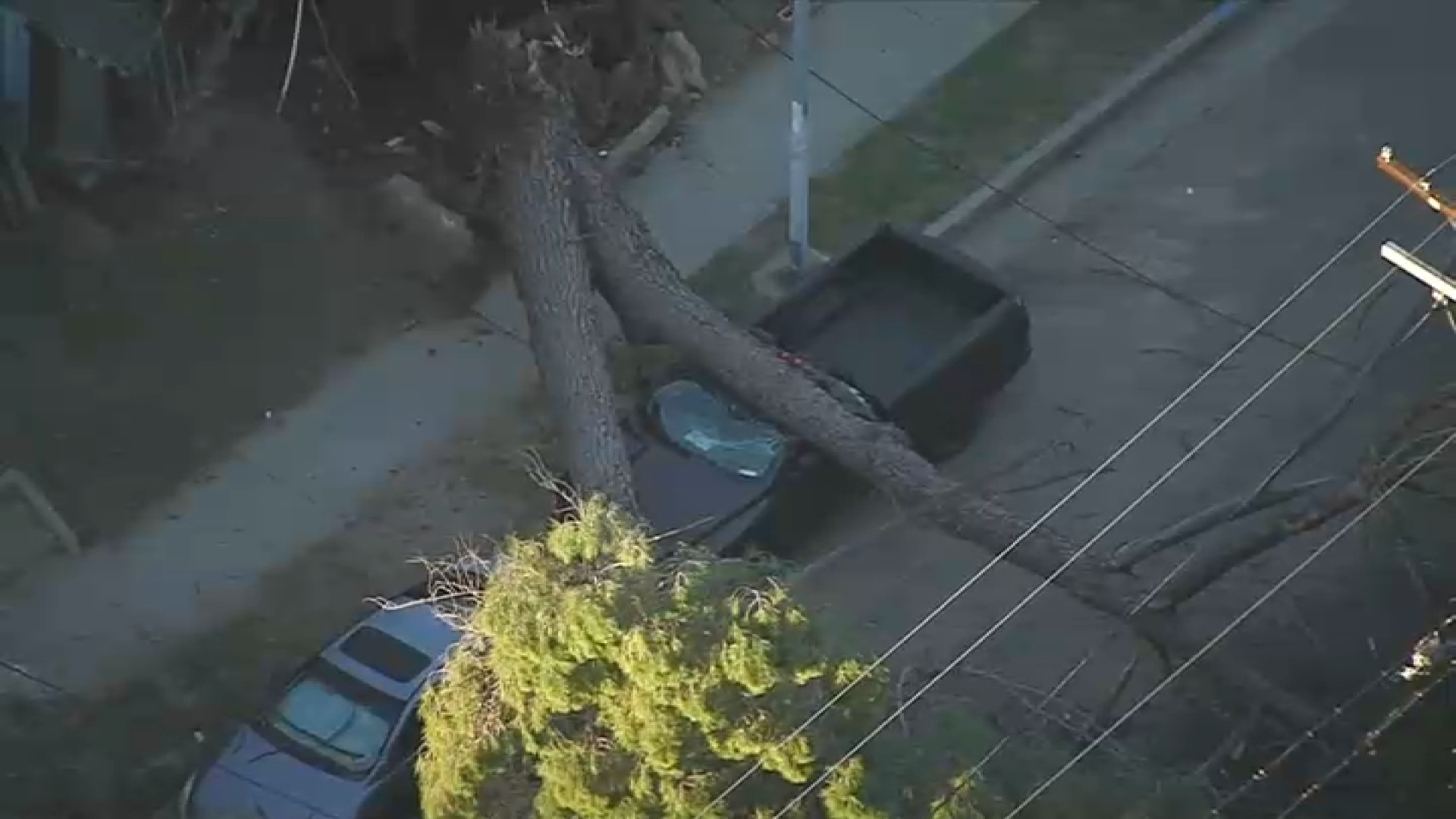 Large tree falls atop car in Pacoima
