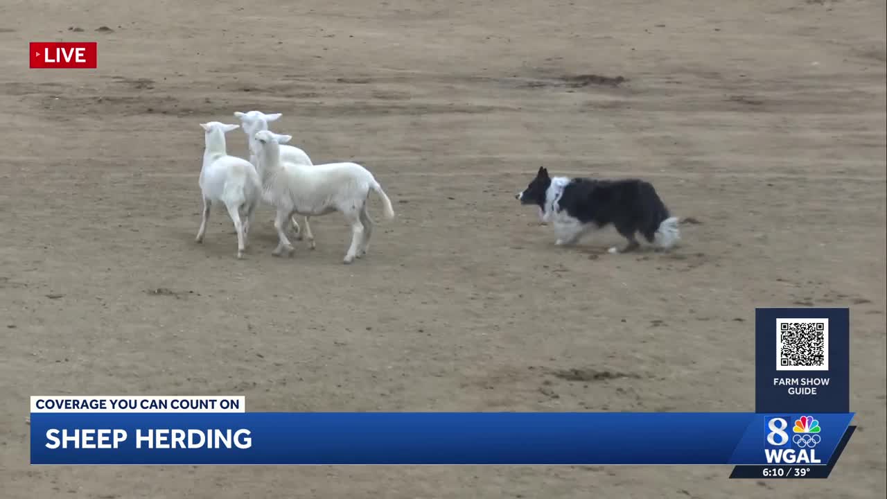 Sheep herding at the PA Farm Show