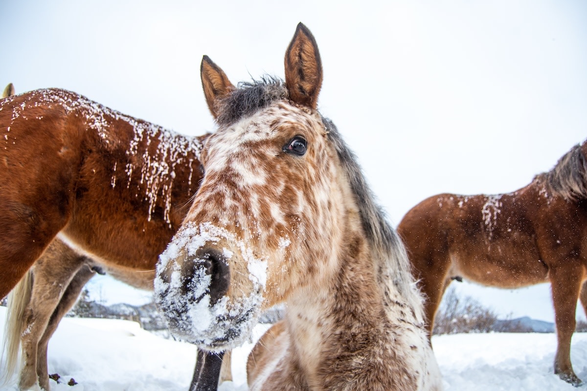 Rare snowflake Appaloosa horse is one of nature's most beautiful surprises