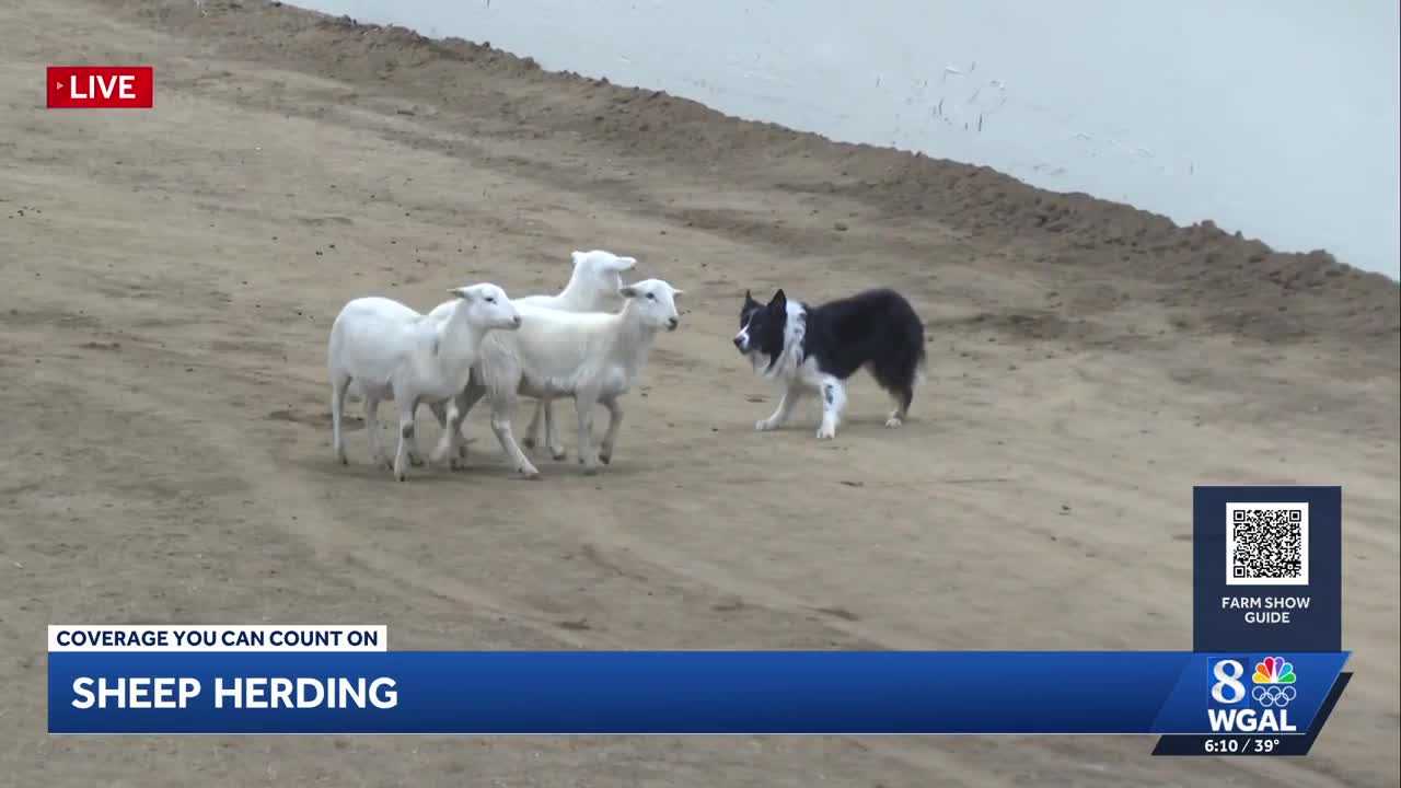 Dogs maneuver sheep around obstacles at the PA Farm Show