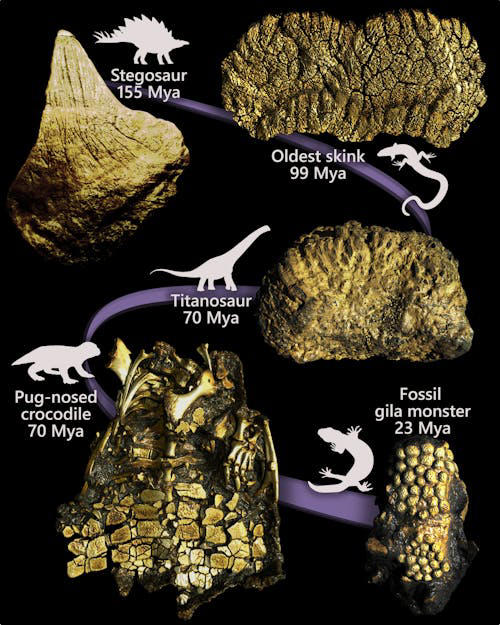 A centuries-old debate on how reptiles keep evolving skin bones is ...