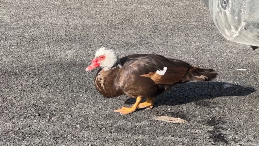 Watch: Domestic duck waddles around downtown