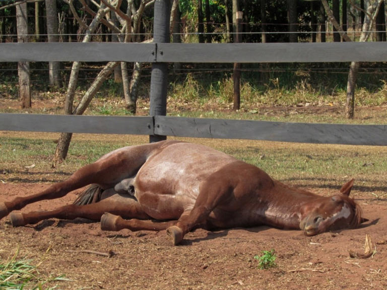 Horse hilariously plays dead any time somebody tries to ride him