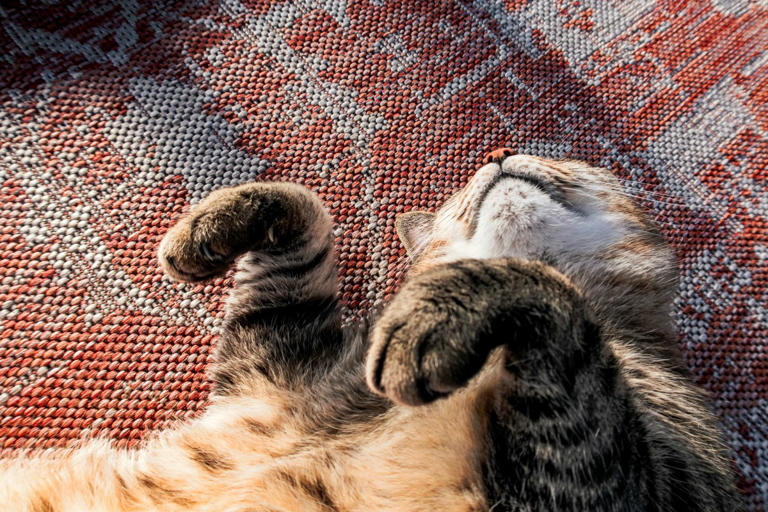 Tabby cat with no teeth resembles a little old man who forgot his dentures