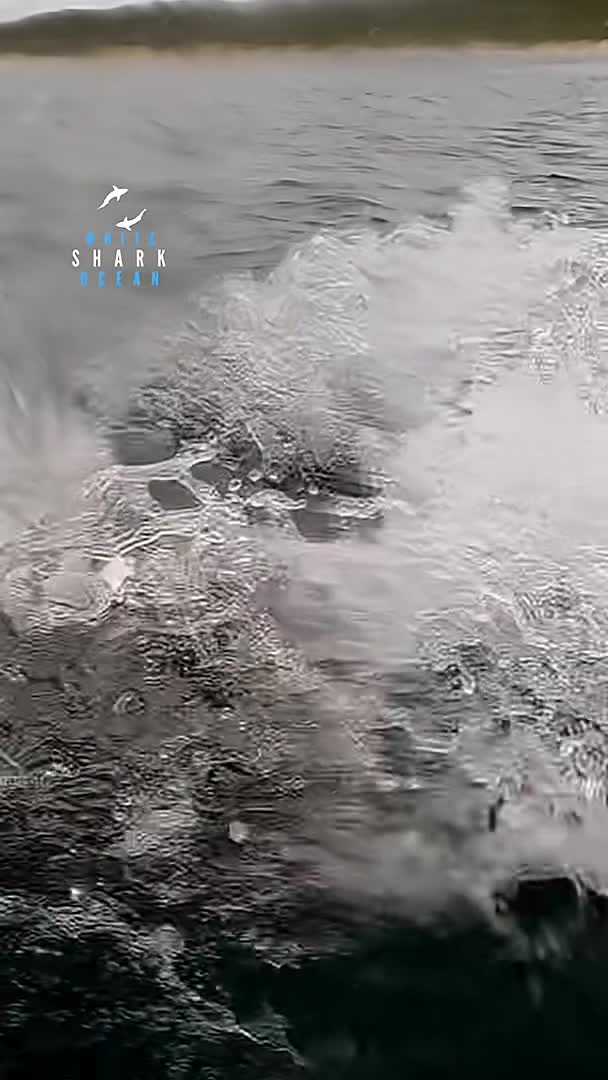 Big Great White Launches Out Of The Water