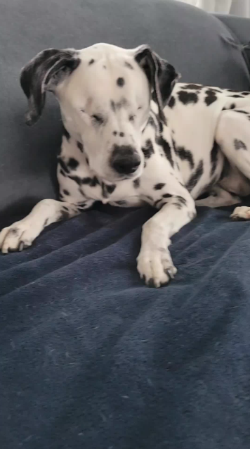 Blind dog proves love knows no sight | Pure, heartwarming moments