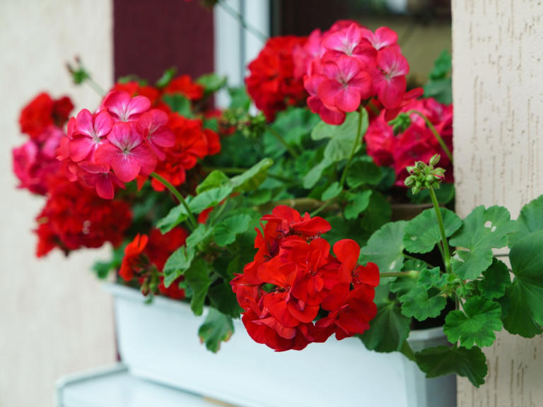 Zrób to zimą tylko raz. Wiosną pelargonia wybuchnie kwiatami jak nigdy ...