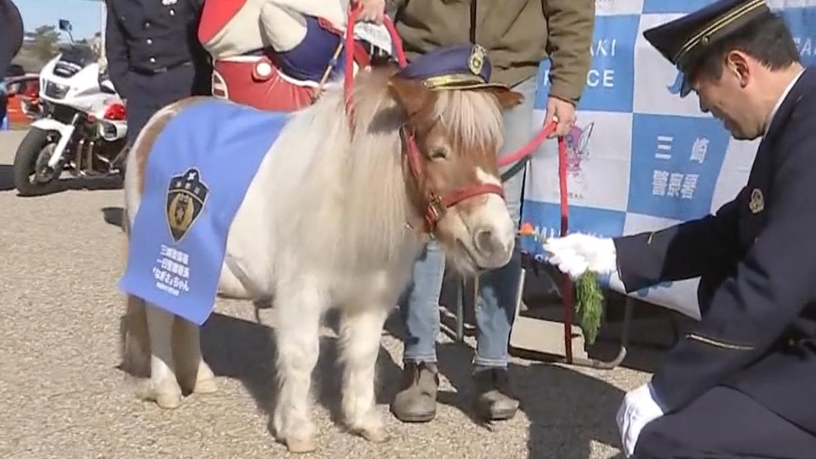 Tiny horse becomes police chief in Japanese city
