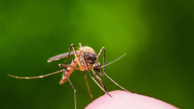 Urgent alert over rare brain virus in NSW