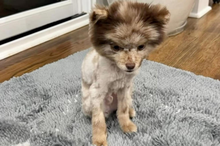 Dog owner hires groomer for home visit – and the bizarre result leaves ...