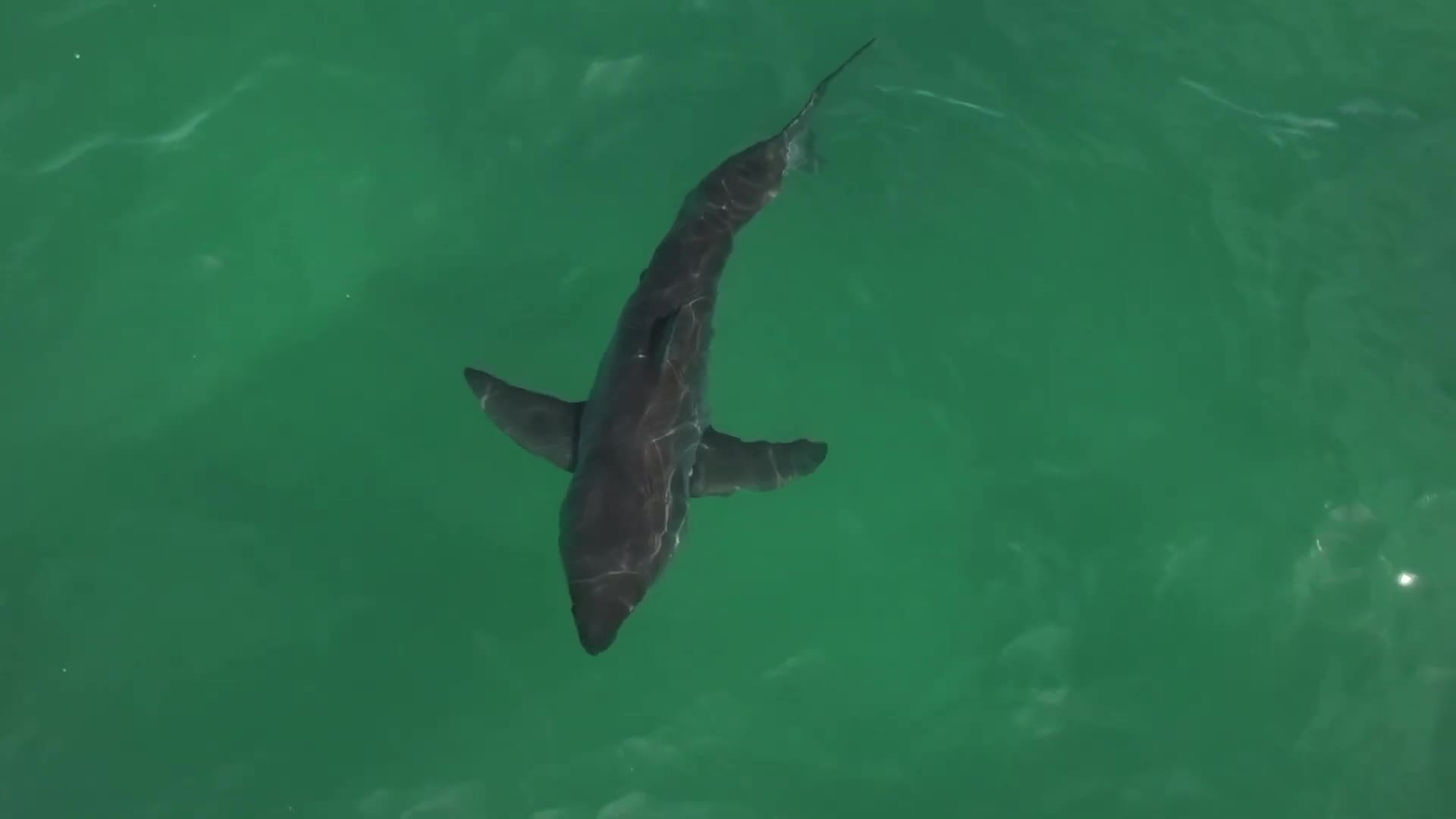 What is a great white shark?