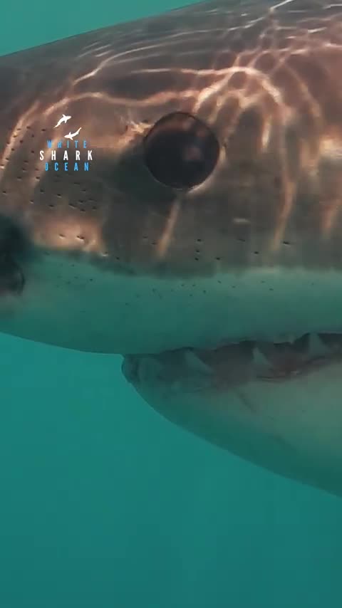 Great Whites Glistening Blue Eye Looking At Us