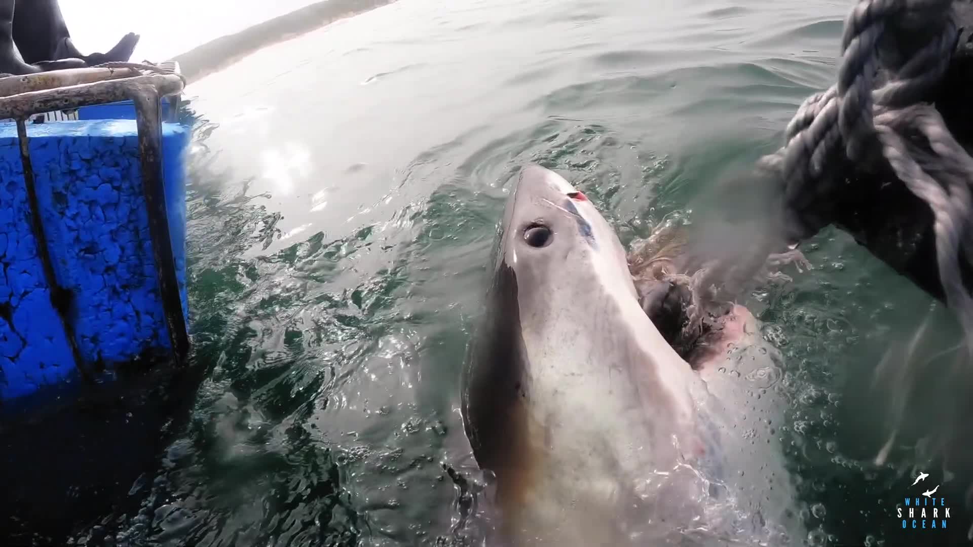 Cinematic great white sharks 4K ep 22