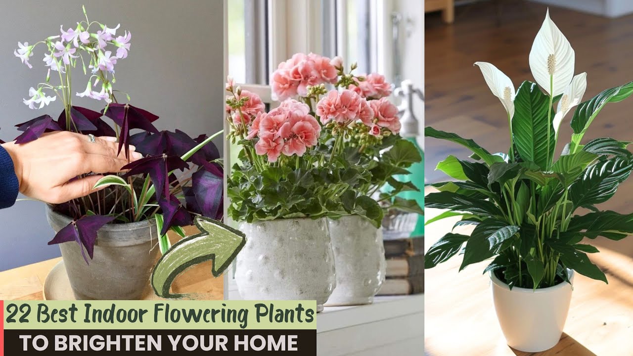 How to brighten your home with 22 indoor flowering plants