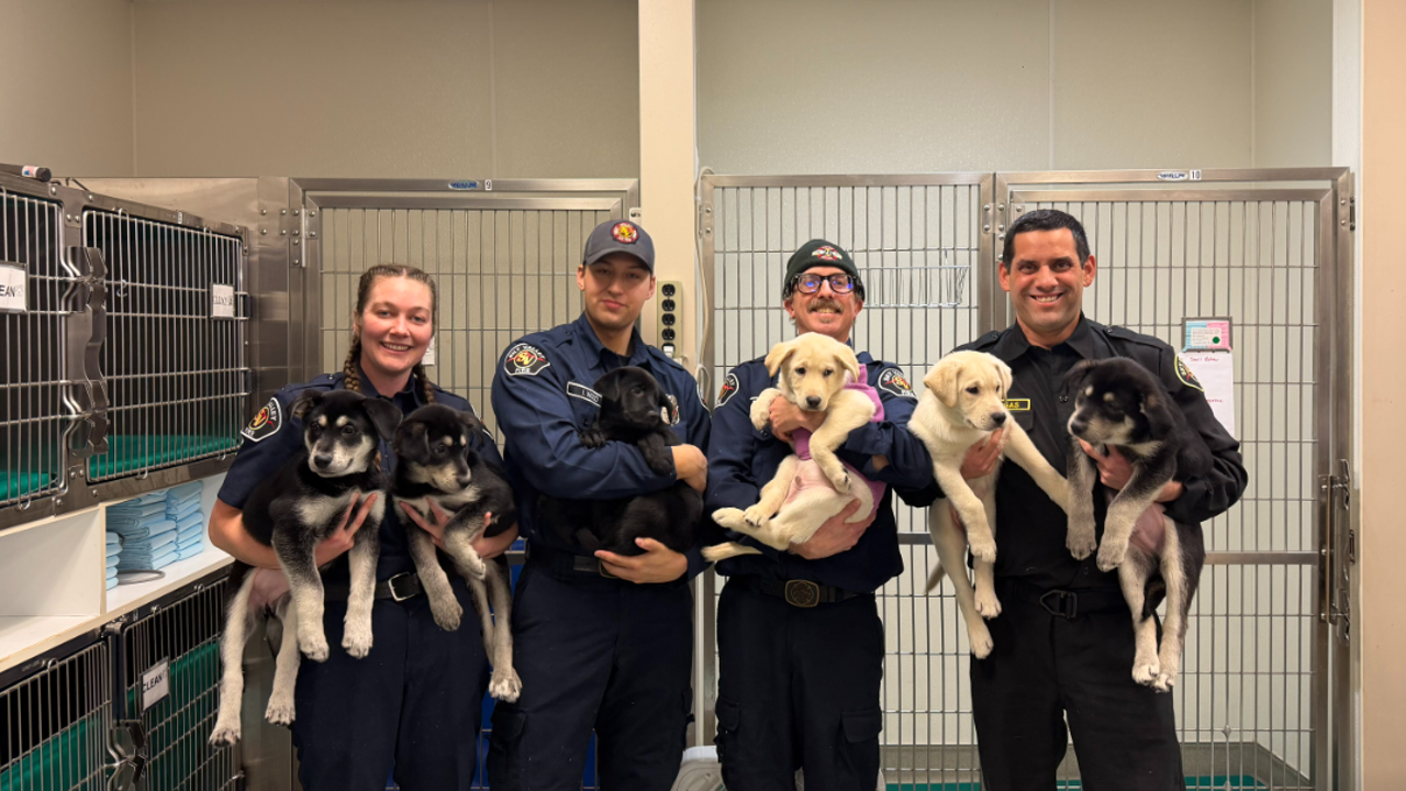 Puppies revived after possible fentanyl exposure in Gold Bar, WA