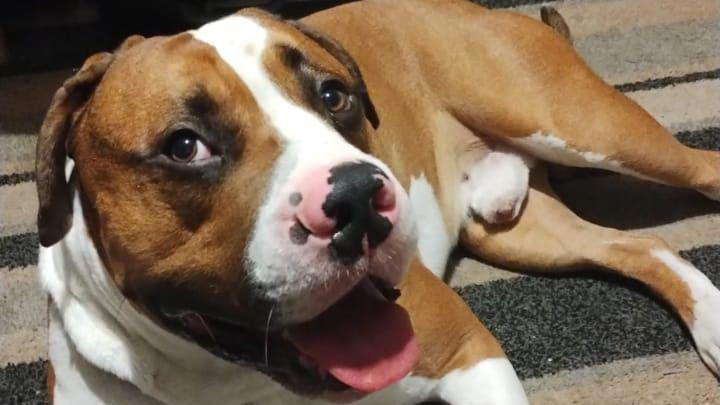 'We trusted a monster with our dogs – now they might all be dead'