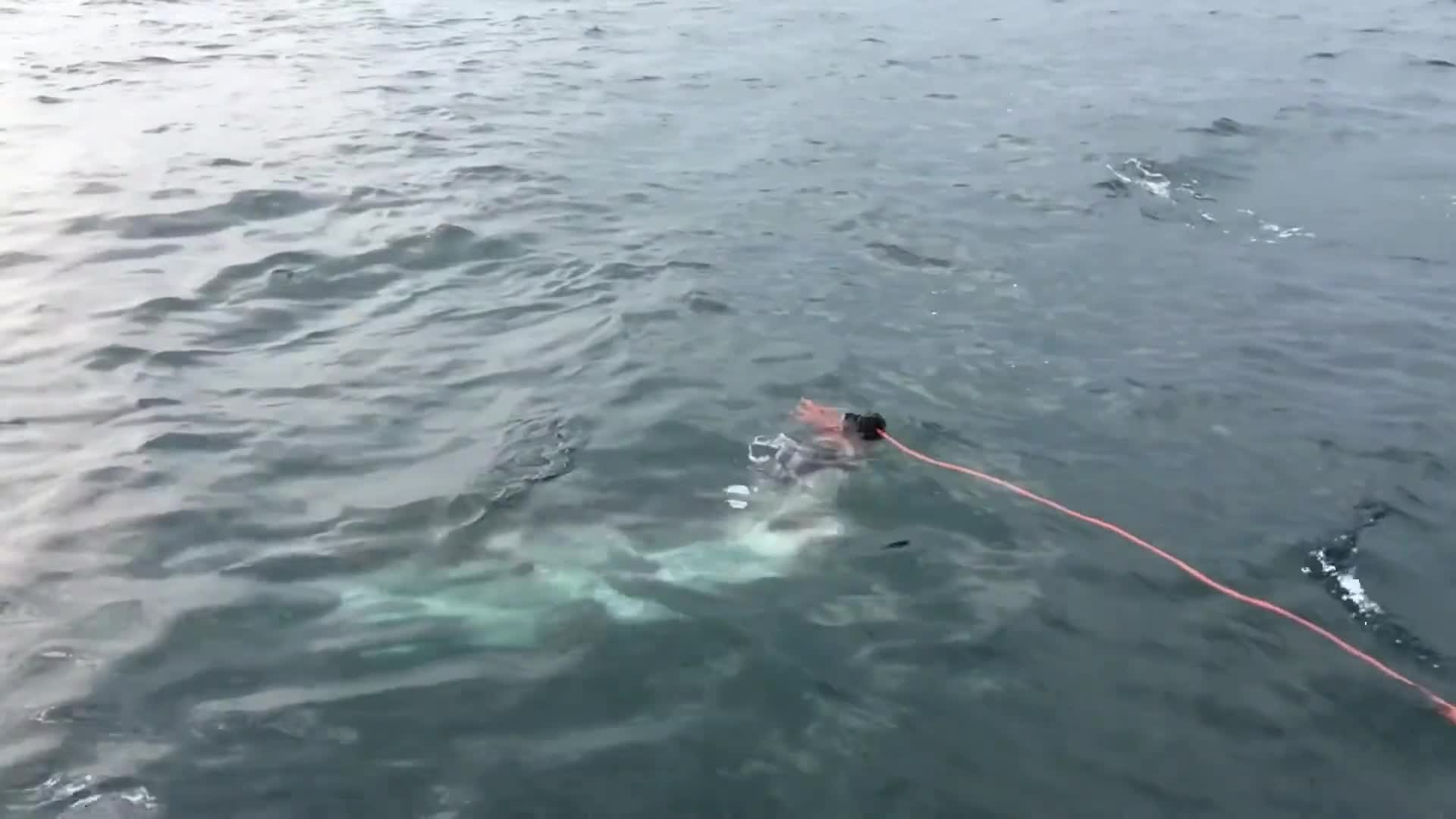 Giant great white Cali slowmo