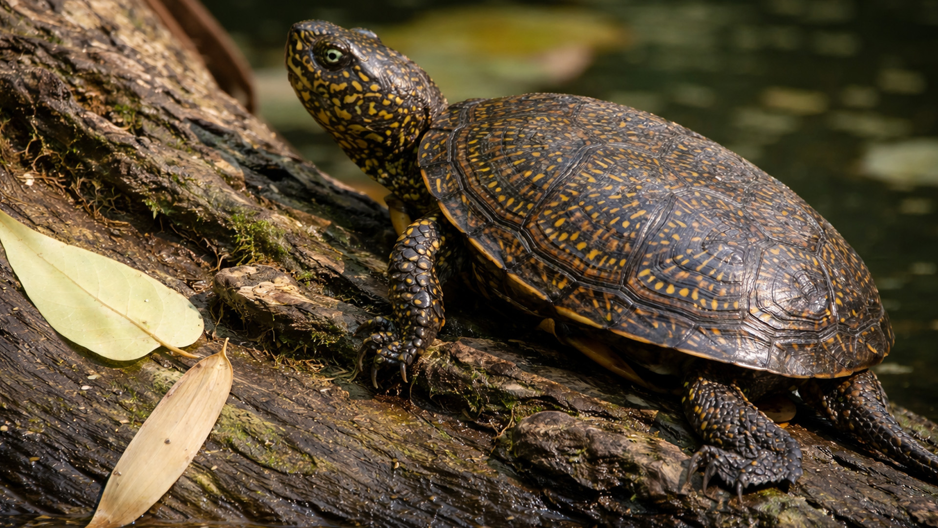 La vida junto al río a través de mi cámara