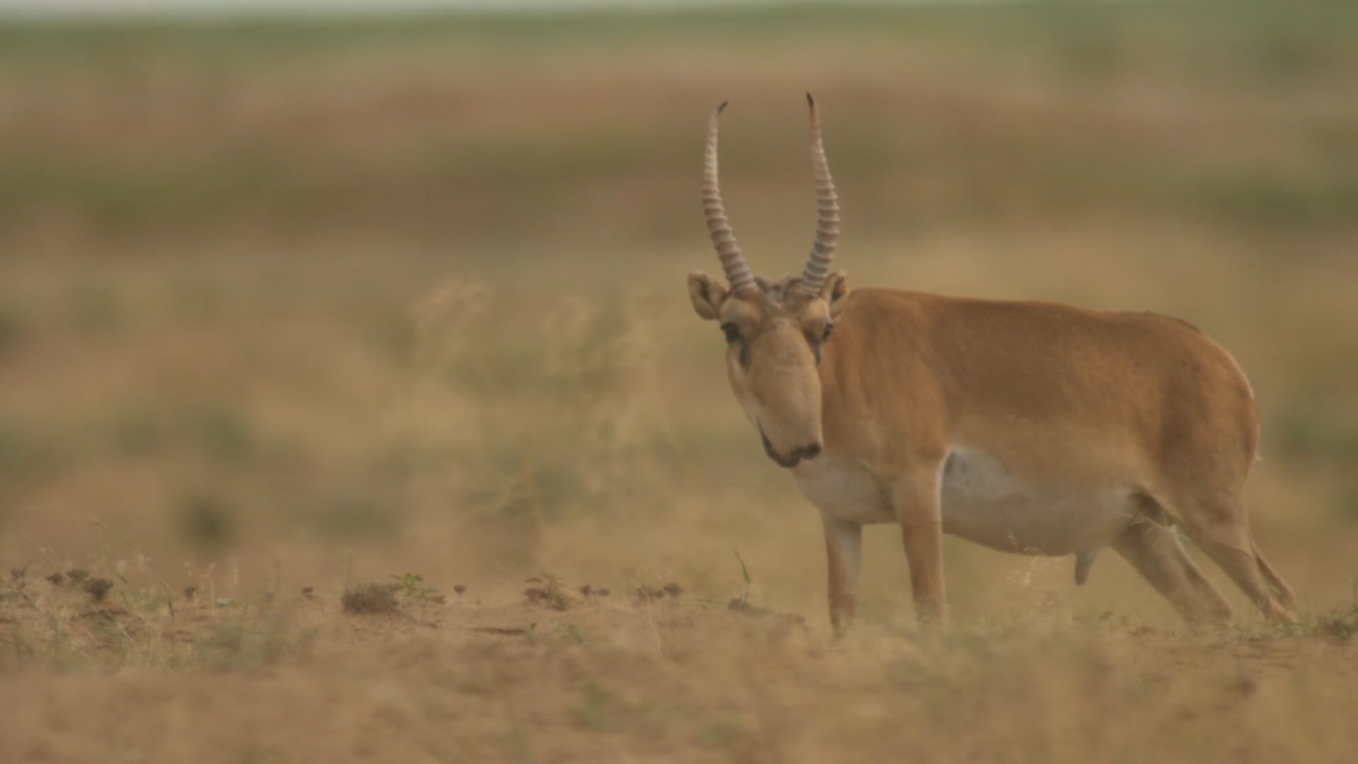 Utrotningshotad saiga-antilop: Överlevnad av en förhistorisk art