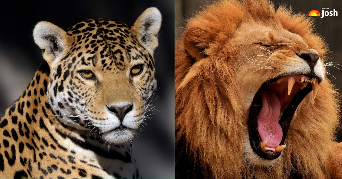 What is a jaguar-lion hybrid called?