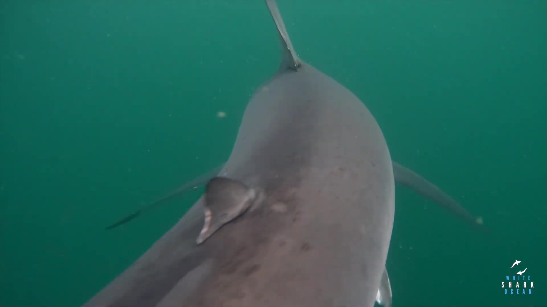 Do great white sharks avoid conflict?