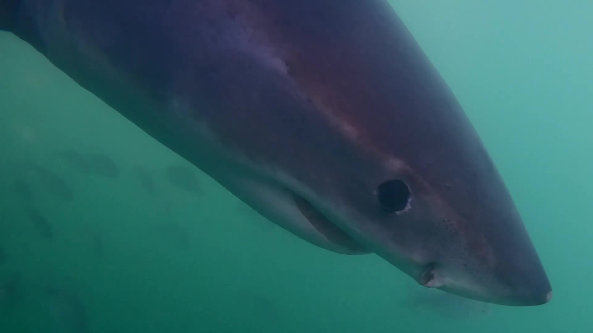 Do great whites like GoPros