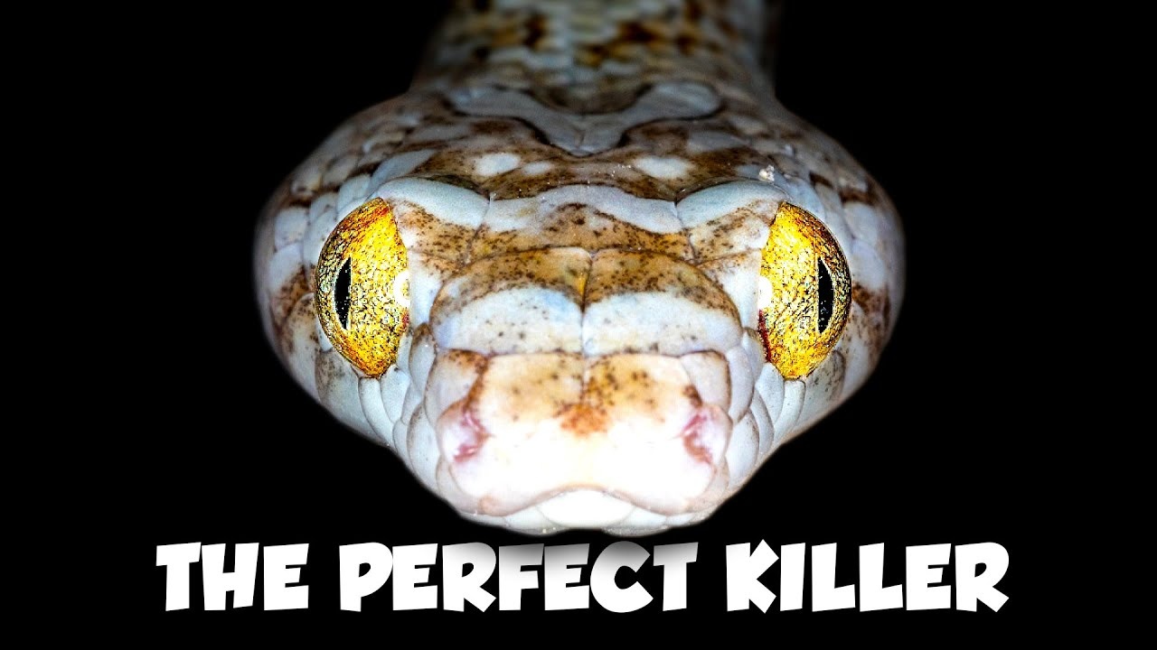 Why this venomous snake faded from public awareness