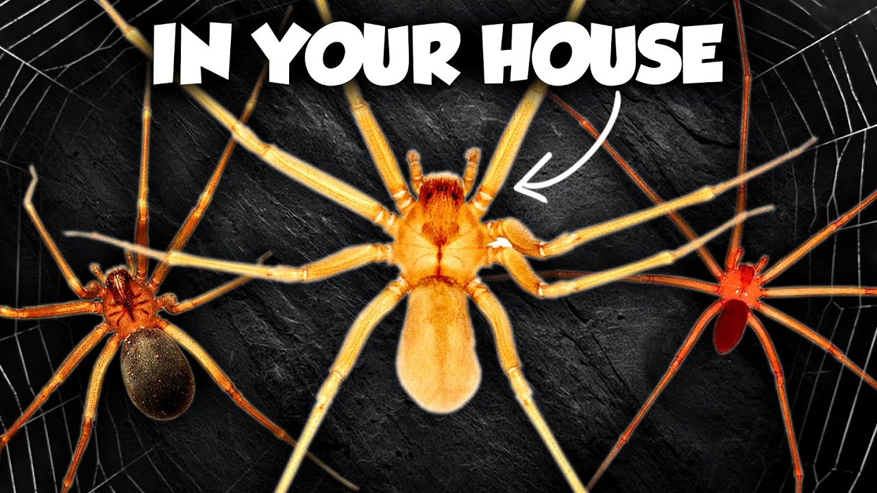 How recluse spiders quietly share space with humans