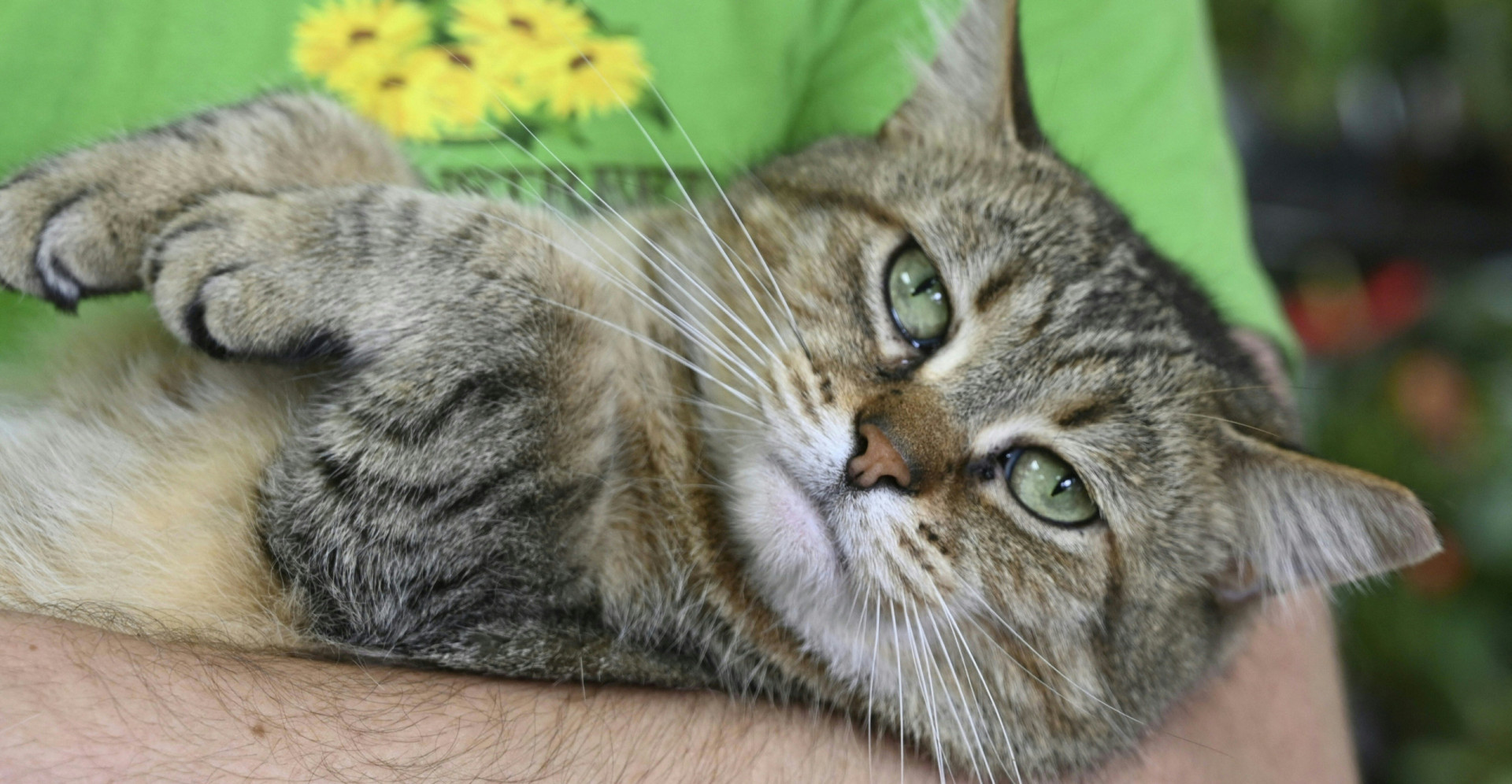 Things Humans Do That Cats Hate