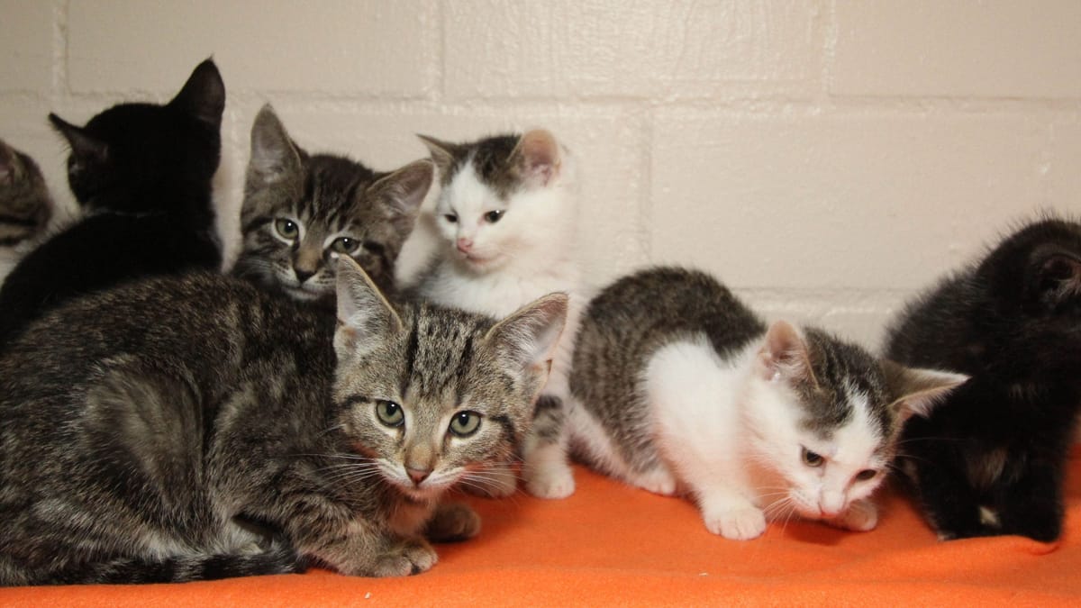 300 Katzen benötigen dringend Futter und Unterstützung