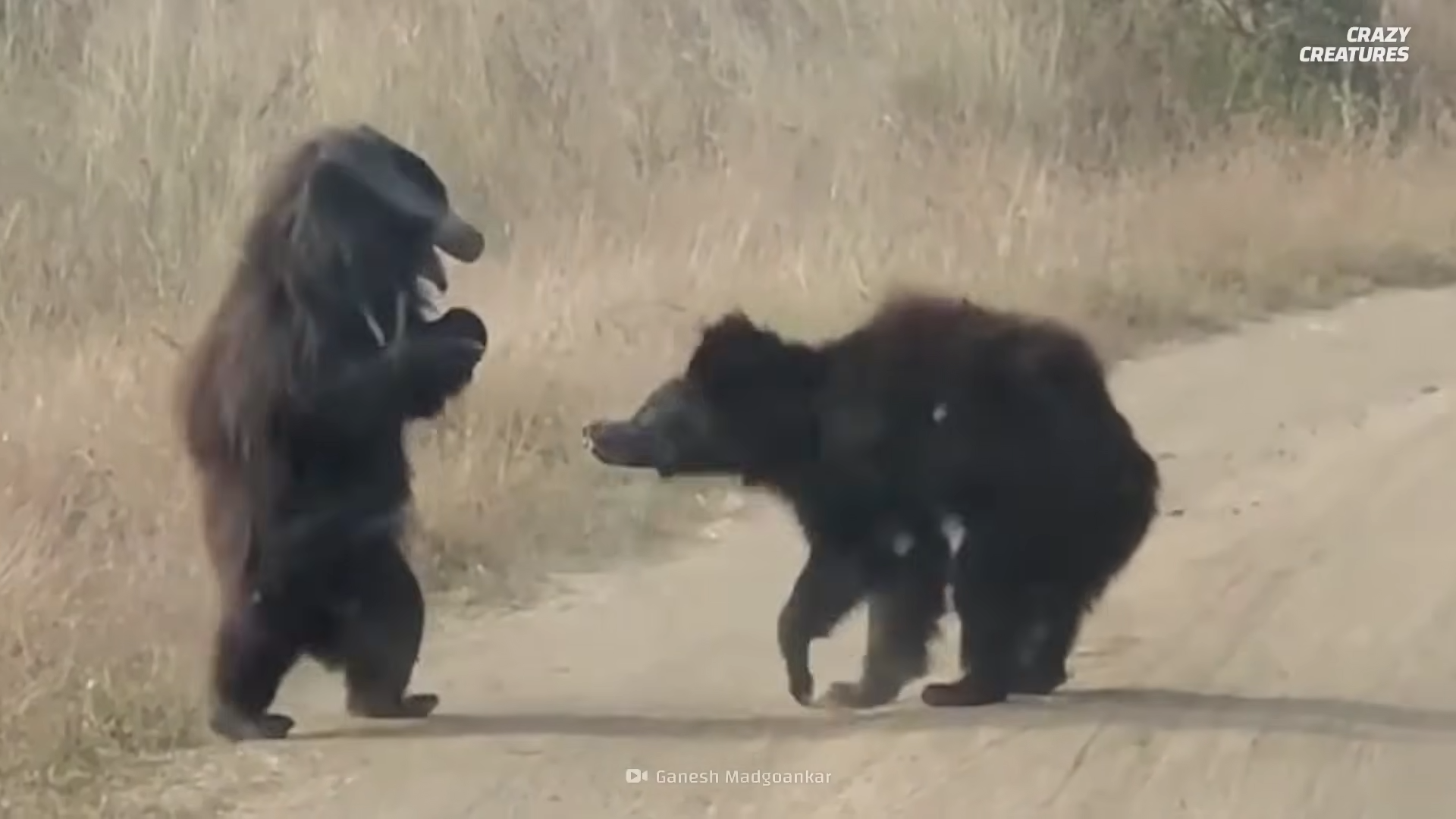 Why this bear has earned a reputation as the world’s deadliest