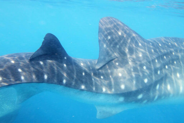Scientists document first whale shark with 'scoliosis'