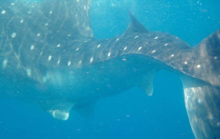 Scientists document first whale shark with 'scoliosis'