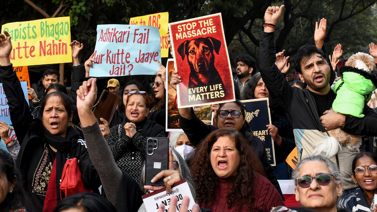 'Take them to your house': Supreme Court questions those feeding stray ...