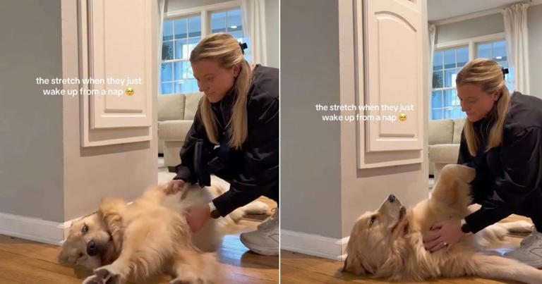 Video: Golden retriever's stretch after waking up is 'best'