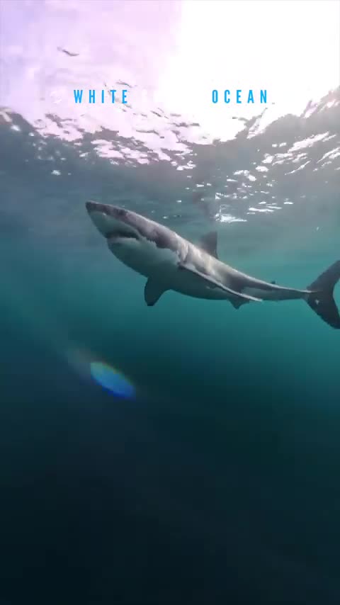 Great white shark suspended in clear blue water