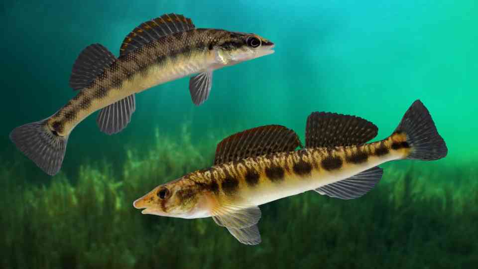 How ecological chaos created new predator roles