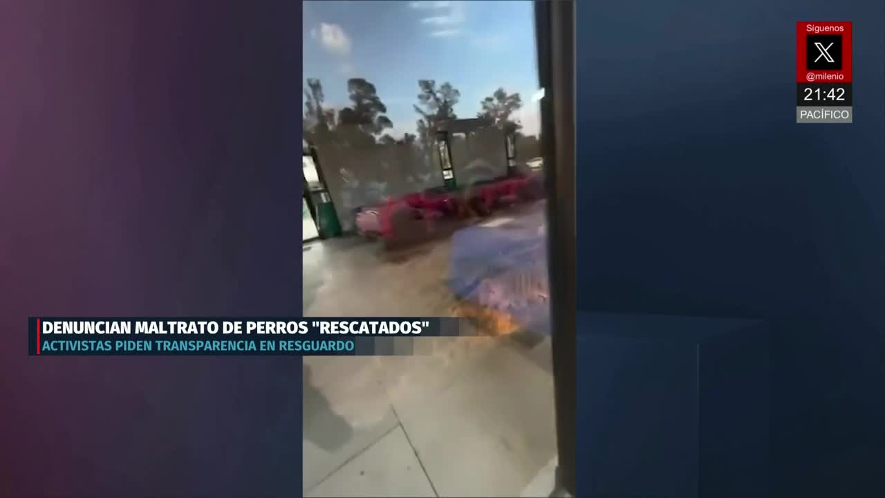 Denuncian maltrato de perros rescatados en el Deportivo Galeana y ...