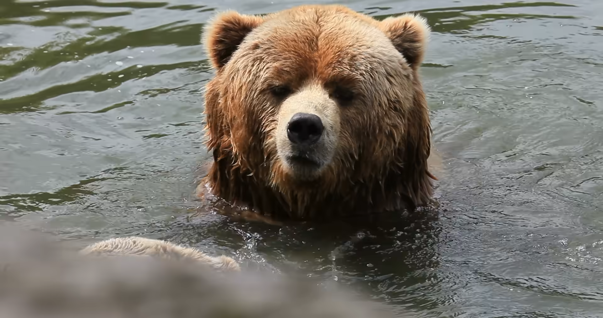 How bears evolved from small climbers into massive land giants