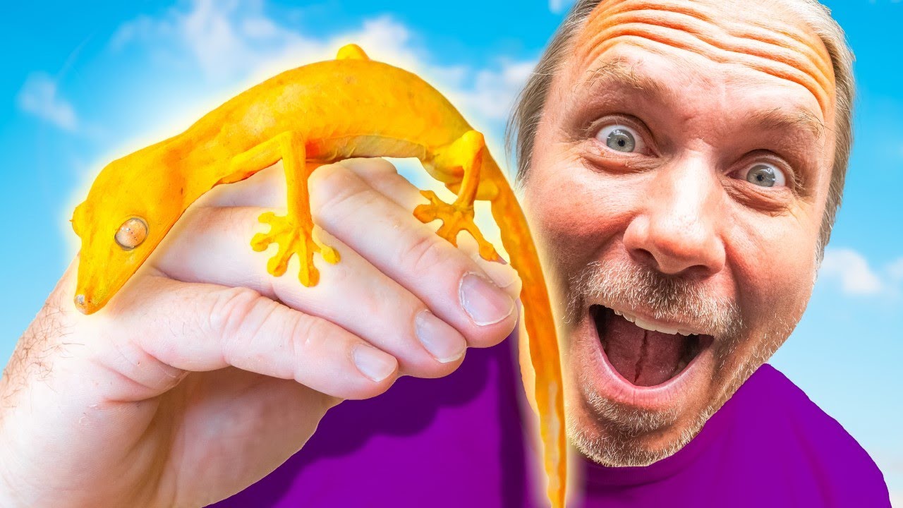 Why this orange gecko is drawing so much interest