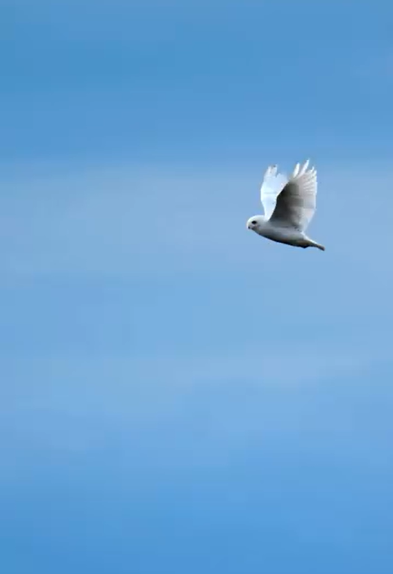 Snowy owl battles strong winds while hunting
