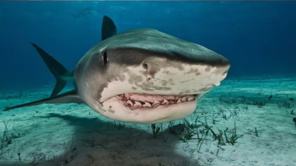 They bite through bone and shell – the anatomy of a tiger shark