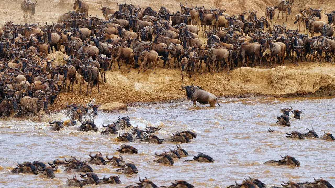 8 jungle experiences that only Masai Mara offers and how to visit on a ...