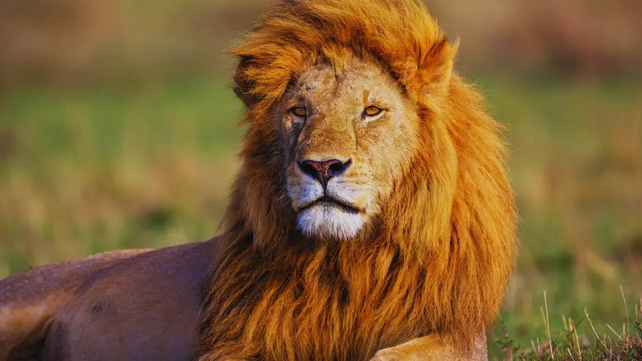 8 jungle experiences that only Masai Mara offers and how to visit on a ...